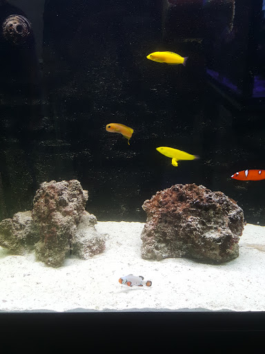 Tropical Fish Store «ReefSmart Aquariums», reviews and photos, 11735 SW ...