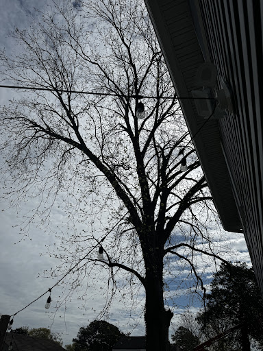 Tree Service Virginia Beach VA | Tree Pruning & Removal