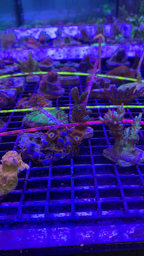 Tropical Fish Store «Reef eScape», reviews and photos, 11141 Lee Hwy ...