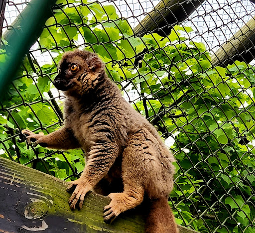 Zoo «Lupa Zoo», reviews and photos, 62 Nash Hill Rd, Ludlow, MA 01056, USA