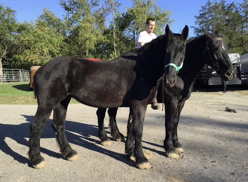 West Side Stables Llc in Middletown, Ohio - Zaubee