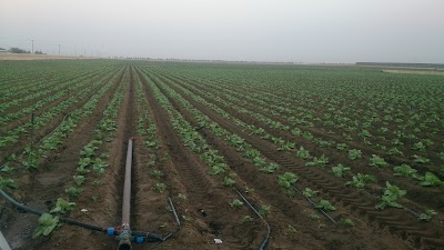 Tawoos Agriculture, Al Masnaah