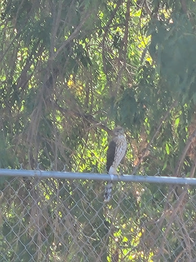 Esteli Park - 2251 Brookdale Ave, La Habra, California - Zaubee