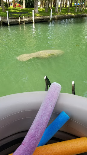 Tourist Attraction «Fun 2 Dive - Swim with Manatees», reviews and ...