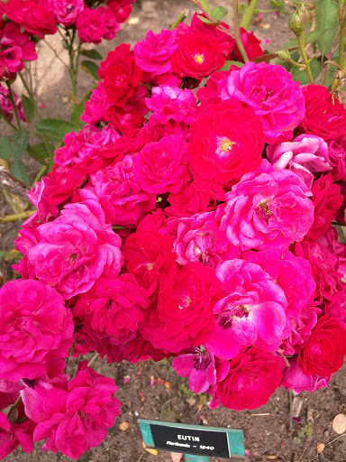 Park «Pardee Rose Gardens», reviews and photos, 180 Park Rd, Hamden, CT ...