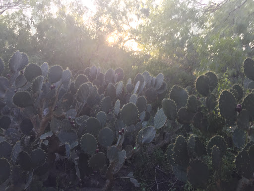 Nature Preserve «McAllen Nature Center», reviews and photos, 4101 U.S ...