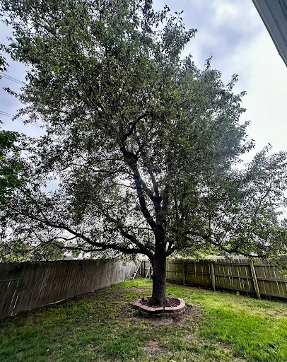 Tree Service Virginia Beach VA | Tree Pruning & Removal
