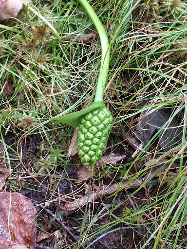Park «Quaking Bog», reviews and photos, Theodore Wirth Pkwy ...