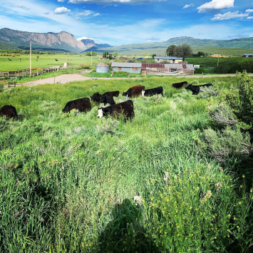 C4 Farms - AZexplained