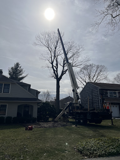 New York City's Premier Tree Service | All Stars Tree Solutions | 20+yrs