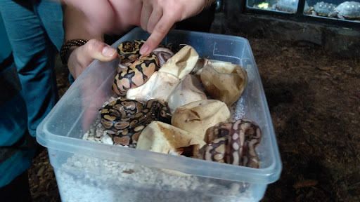 Pet Store «Zoo Creatures Pet Store», reviews and photos, 149 Plaistow ...