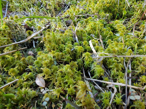 Park «Quaking Bog», reviews and photos, Theodore Wirth Pkwy ...