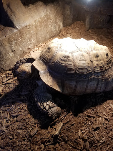 Pet Store «Zoo Creatures Pet Store», reviews and photos, 149 Plaistow ...