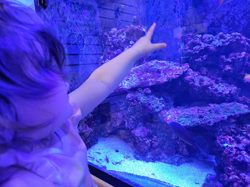 Tropical Fish Store «Reef eScape», reviews and photos, 11141 Lee Hwy ...