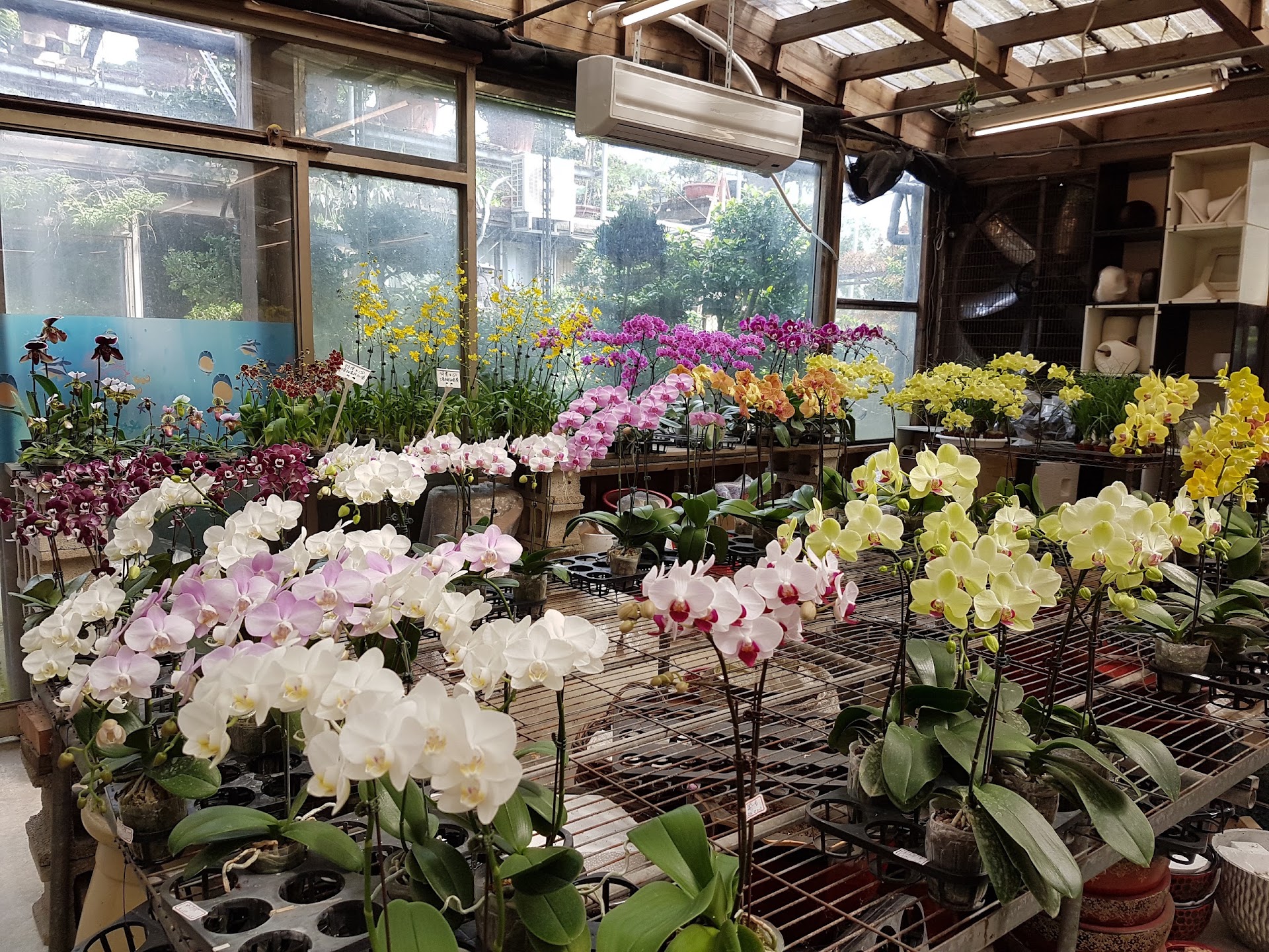 Joint Taipei Flower Market - reviews,open hours,photo spots,things to ...
