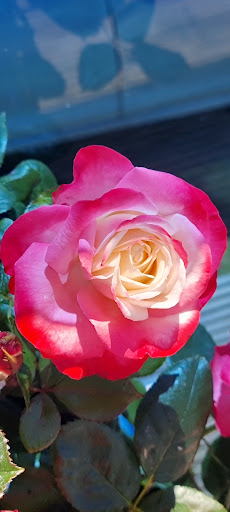 Beautiful Birthday & Anniversary Garden Roses | English Roses