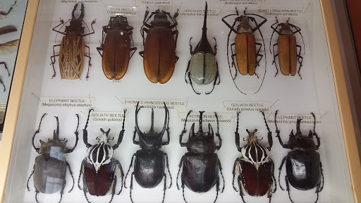 Museum «Insectropolis», reviews and photos, 1761 U.S. 9, Toms River, NJ ...