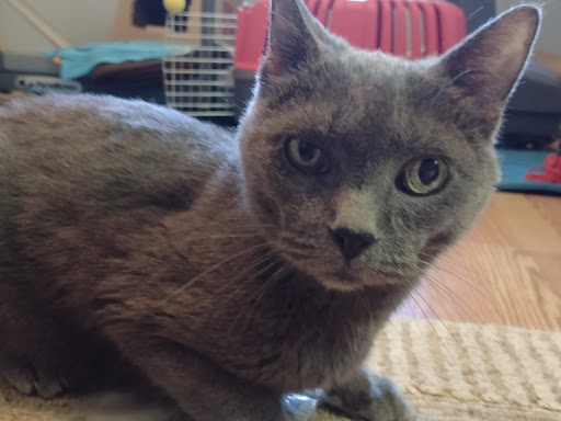 Kitty Revolution in Lakeville, Minnesota - Zaubee