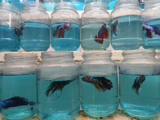 Kolathur Fish Market in Mahatma Gandhi Nagar, Girija Nagar, Kolathur ...