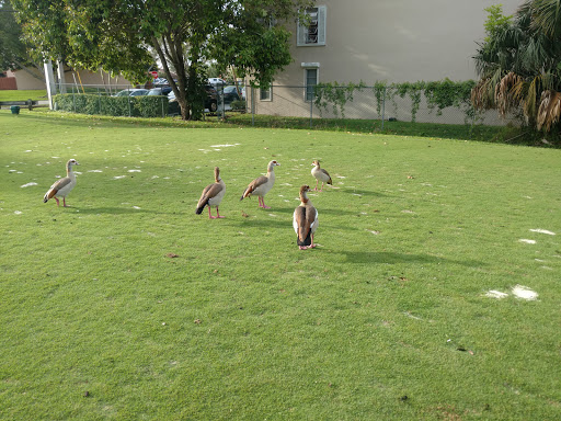 Golf Course «The Bridges at Springtree Golf Club», reviews and photos ...