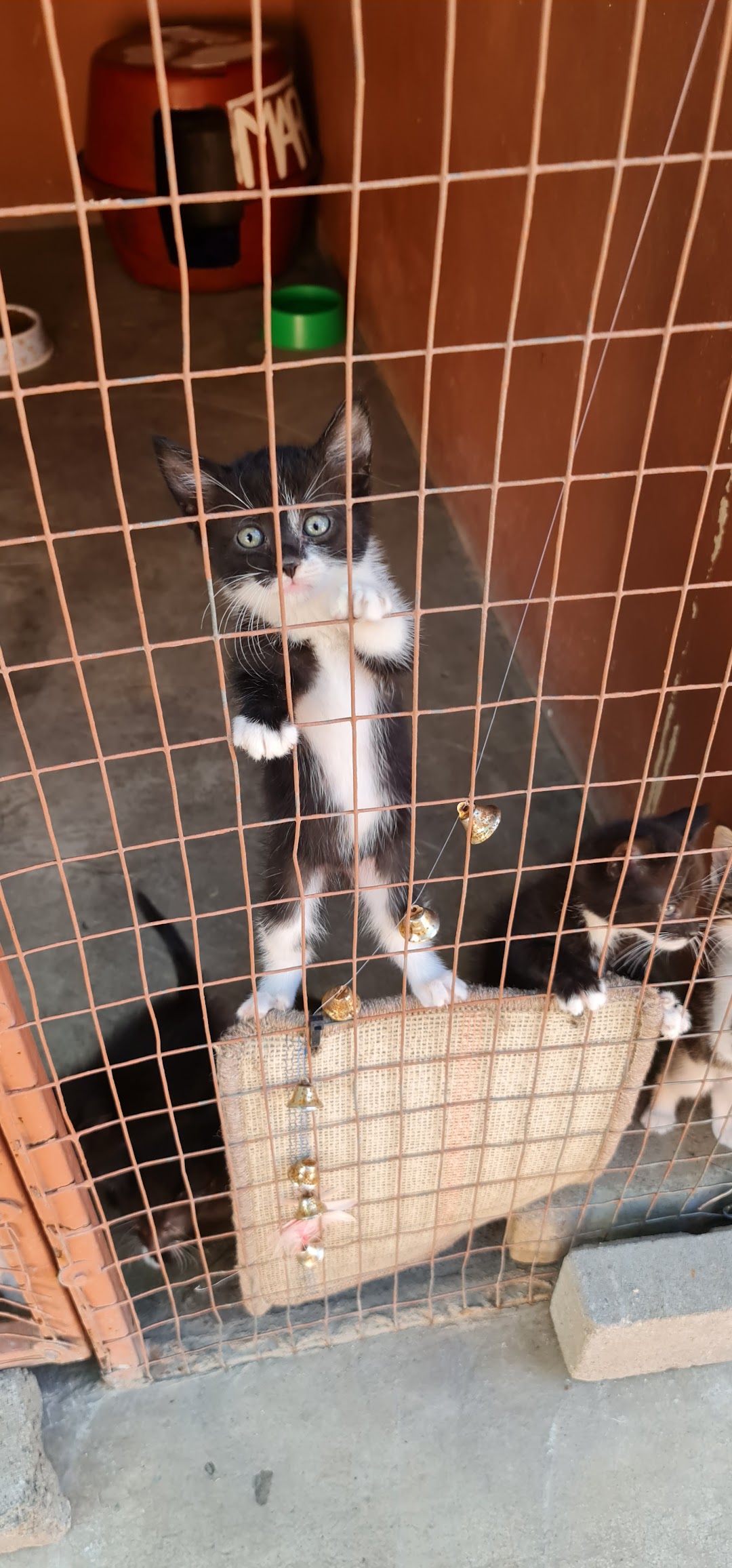 SPCA Rustenburg in the city Rustenburg