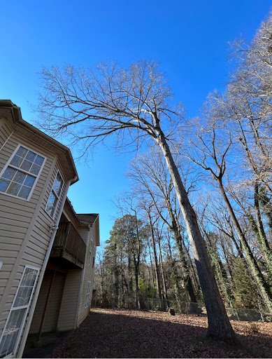 Tree Service in Decatur, GA | Tree Trimming & Removal