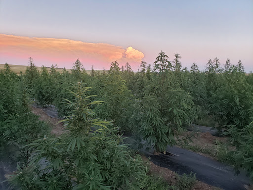 Badlands Hemp - AZexplained