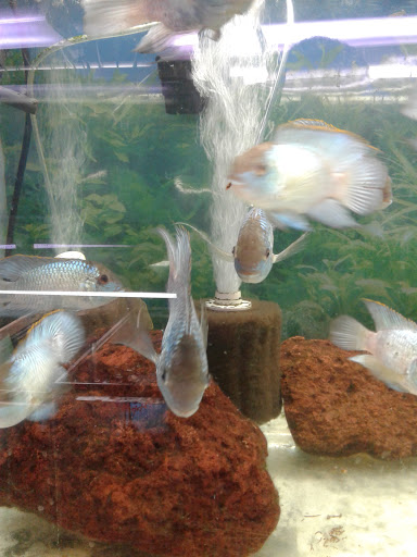 Tropical Fish Store «Keller Farms», reviews and photos, 3405 Denton Hwy ...