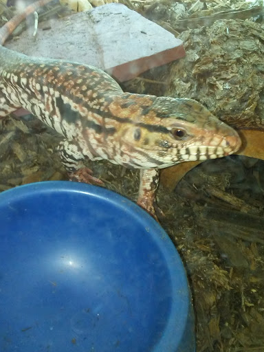 Pet Store «Zoo Creatures Pet Store», reviews and photos, 149 Plaistow ...