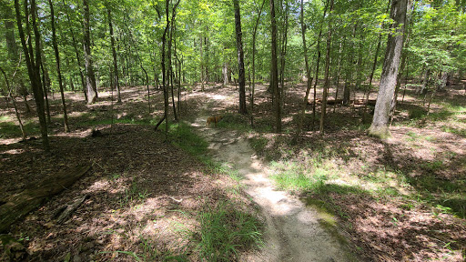 Harbison State Forest - AZexplained