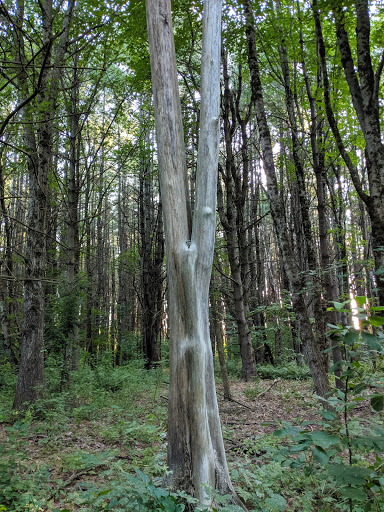 Merrill Park - AZexplained