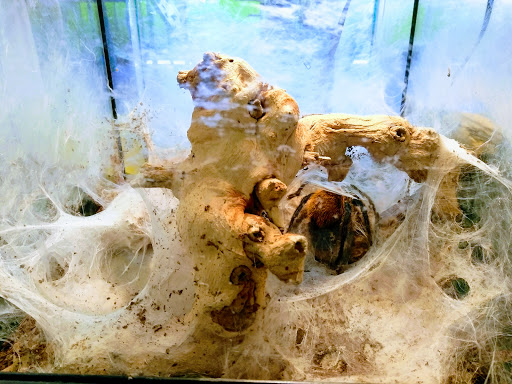 Museum «Philadelphia Insectarium and Butterfly Pavilion», reviews and ...