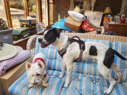 Walton County Animal Control in Monroe, Georgia - Zaubee