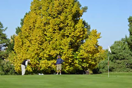Reviews Harrington Golf & Country Club (Golf) in Washington ...