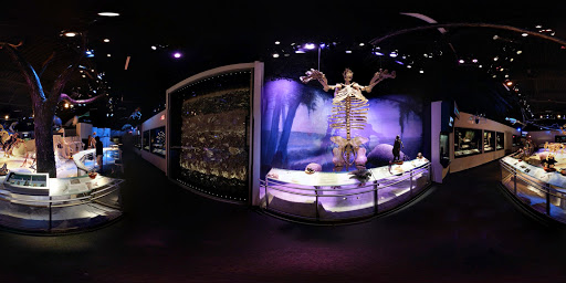Natural History Museum «Florida Museum of Natural History», reviews and ...