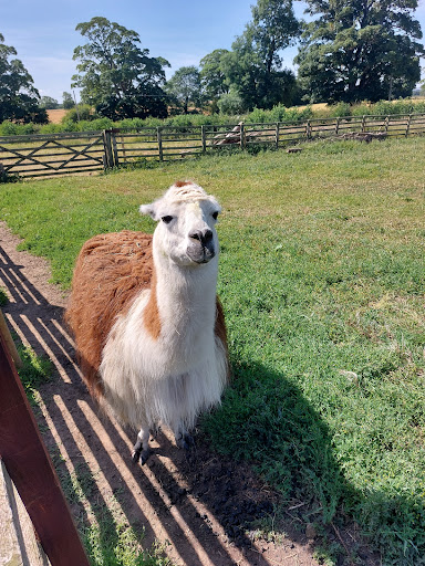Gastroranking: Ulnaby Farm Shop & Cafe Restaurant in Darlington