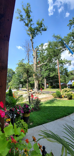 Tree Trimming & Removal Services Decatur, GA | Don's Tree Service