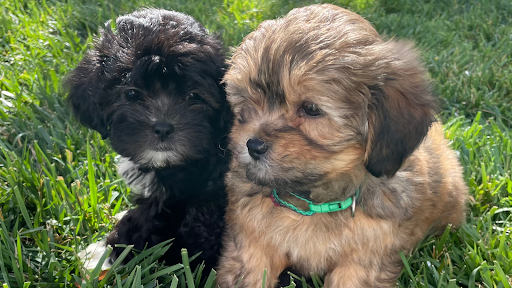 Arizona Mini Shih-Poo Puppies - Shih-Poo Puppy Sales