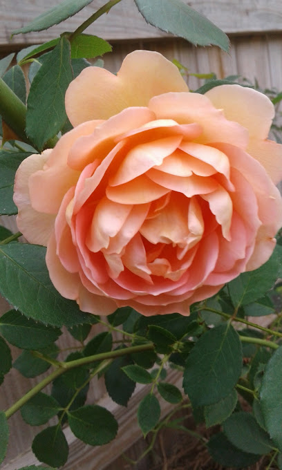 Smalls Funeral Home in Guyton, Georgia, USA - The web for funeral ...