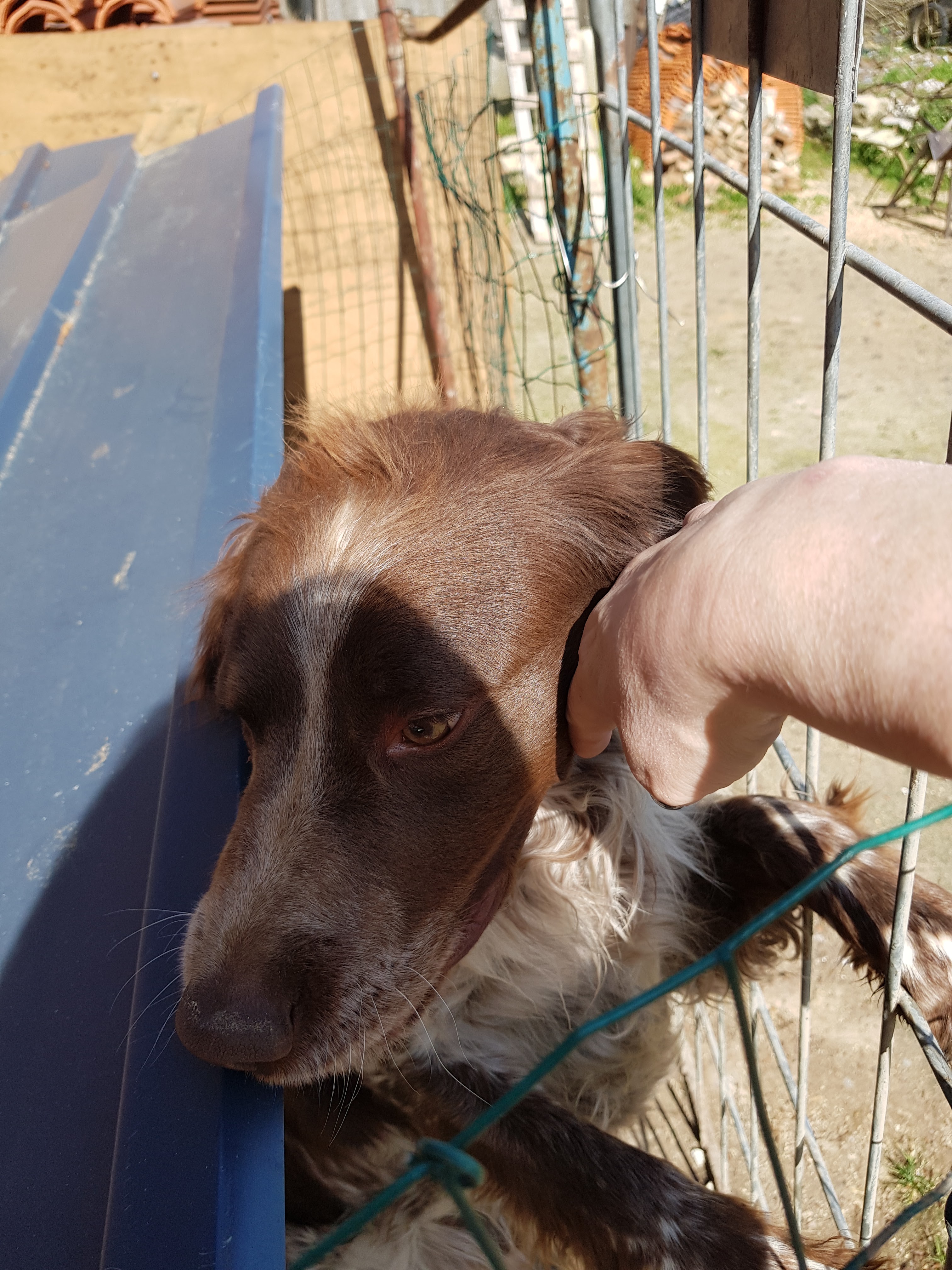 La Société Protectrice des Animaux (SPA) – Refuge de Laon – Autour de moi