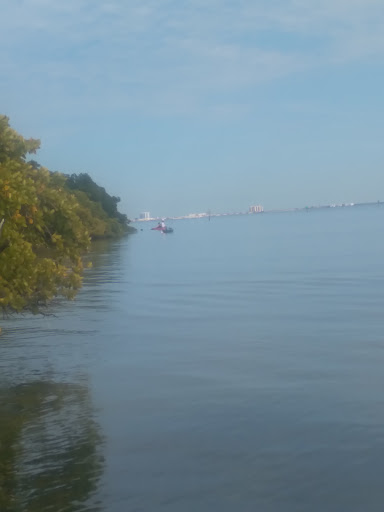 Gandy Beach Mangroves in St. Petersburg, Florida - Zaubee