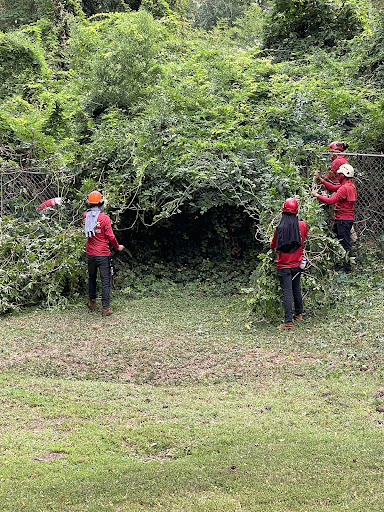 Tree Service in Decatur, GA | Tree Trimming & Removal
