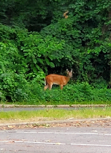 National Park «Fort Hunt Park», reviews and photos, 8999 Fort Hunt Rd ...
