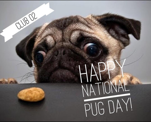 Happy National Pug Day! | Happy Dogs World