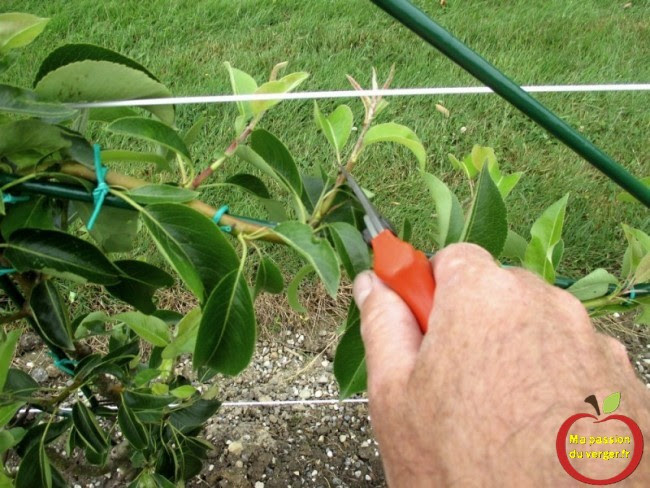 Taille En Vert Du Poirier En Espalier - Partager Taille Bonne Taille En Vert Du Poirier En Espalier - Partager Taille Bonne