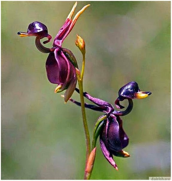 Gambar Bunga Yang Luar Biasa Pelik Yang Mungkin Anda Belum Pernah Lihat ...