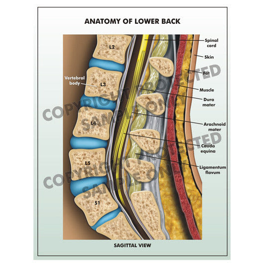 Lower Back Organ Anatomy Diagram / anatomy organs left side,human ... Lower Back Organ Anatomy Diagram / anatomy organs left side,human ...