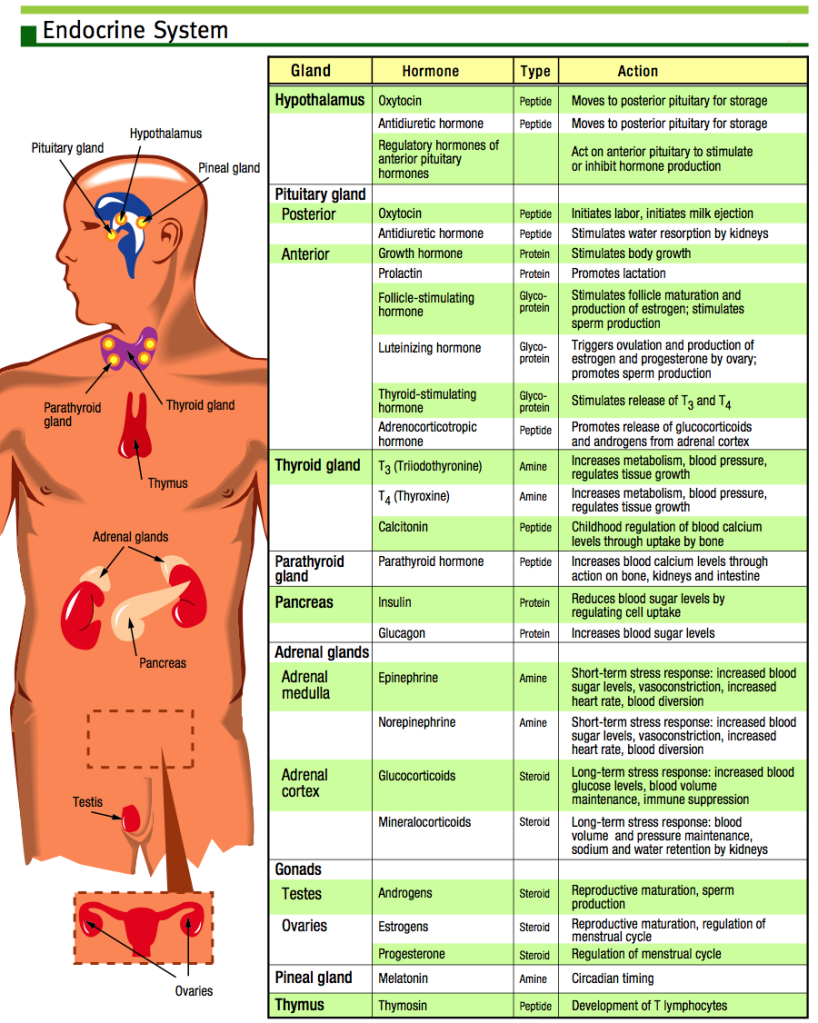 Anatomy And Physiology Cheat Sheet Science Olympiad - Cheat Dumper Anatomy And Physiology Cheat Sheet Science Olympiad - Cheat Dumper