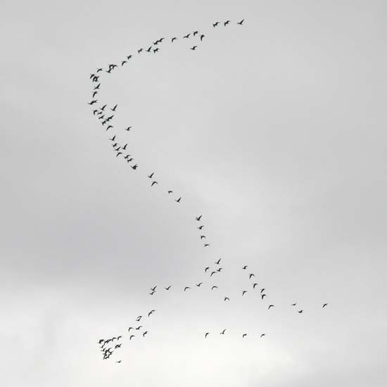 Master Marf: Geese Migrating South Master Marf: Geese Migrating South