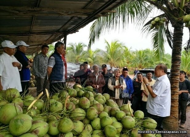 Ladang kelapa di Kampung Kerpal